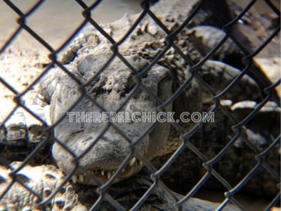 A Day at Everglades Alligator Farm in Miami - The Rebel Chick