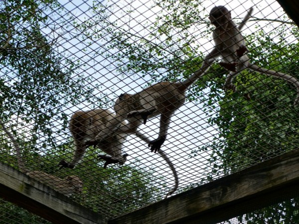 Hanging with the Monkeys at Monkey Jungle in Miami - The Rebel Chick