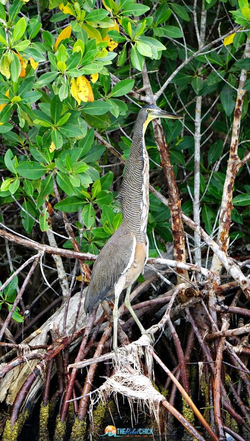 4 Reasons to Visit Yucatan, Mexico - The Rebel Chick