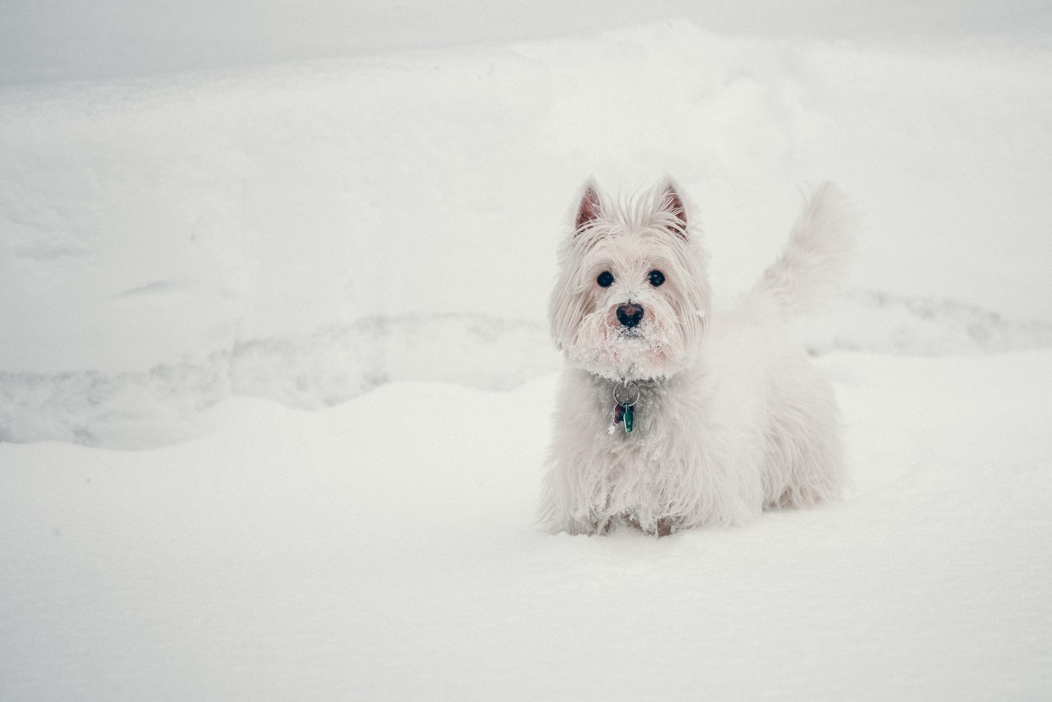 A Beginner's Guide On How To Properly Groom Your Westie - The Rebel Chick