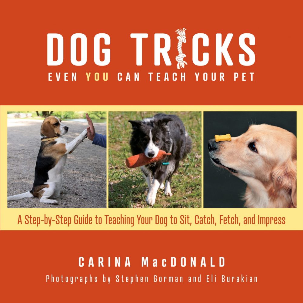 Top 5 Holiday Gifts For Dog Lovers The Rebel Chick