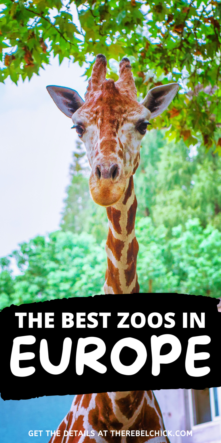 Best Zoos in Europe - The Rebel Chick