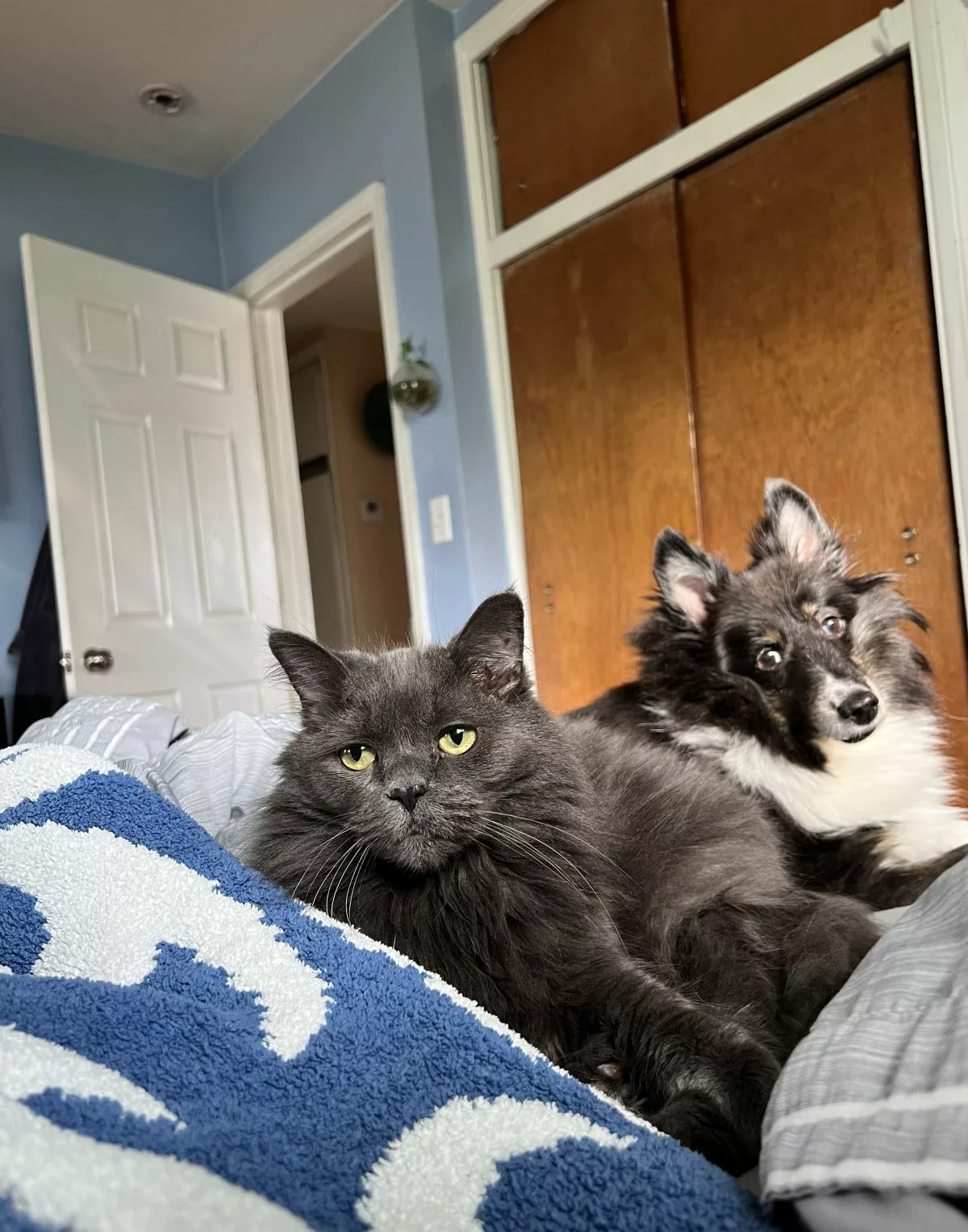 Pet Essentials on Amazon - The Rebel Chick