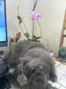 Pet Essentials on Amazon - The Rebel Chick